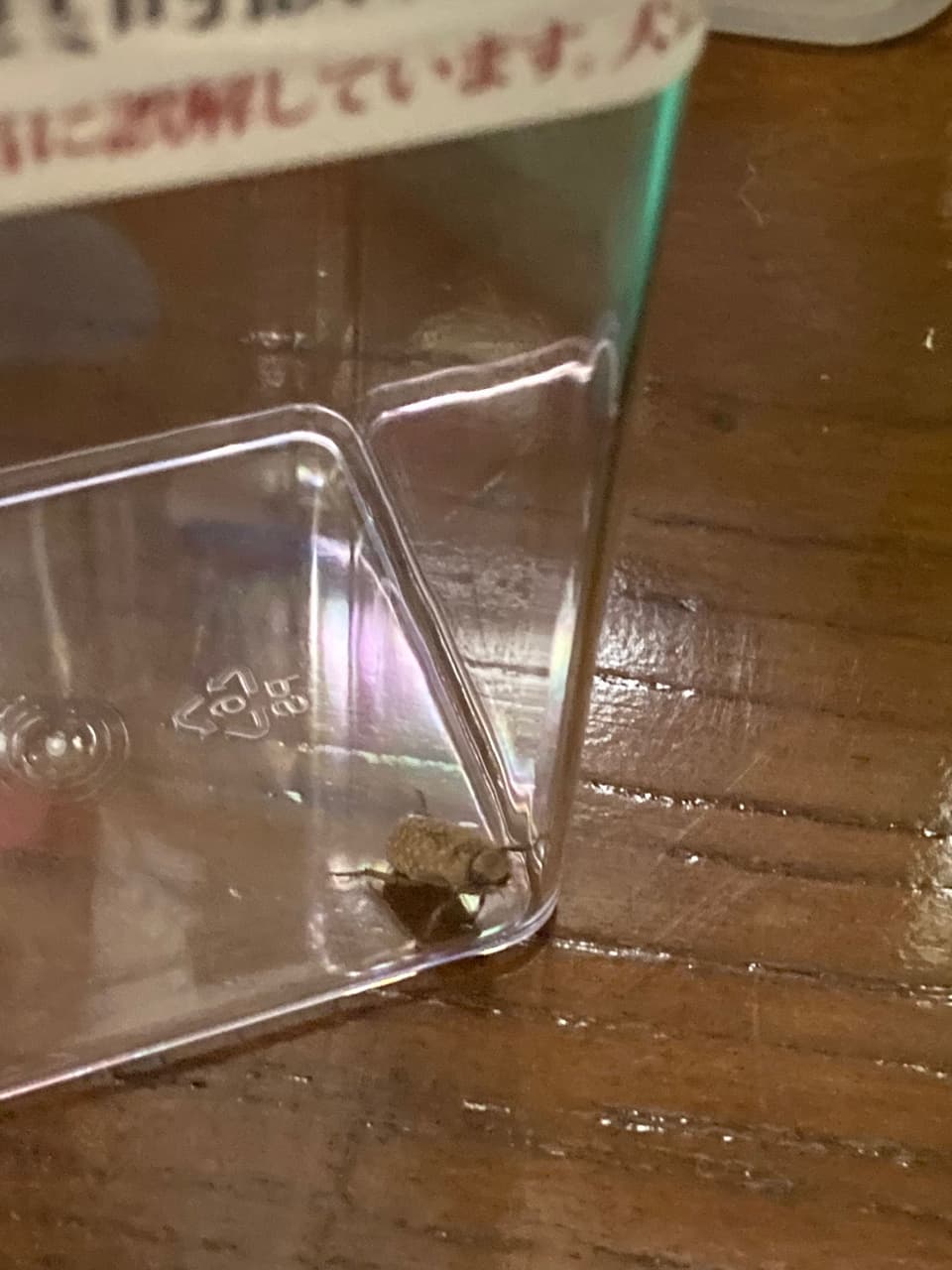 發問 這是什麼蟲啊? 問答板 Dcard