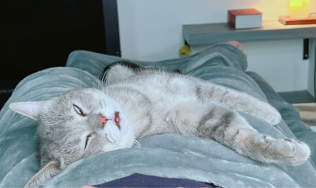 躺在客人腿上的貓 - 搗灰的娘親 (@mm951113) | Dcard