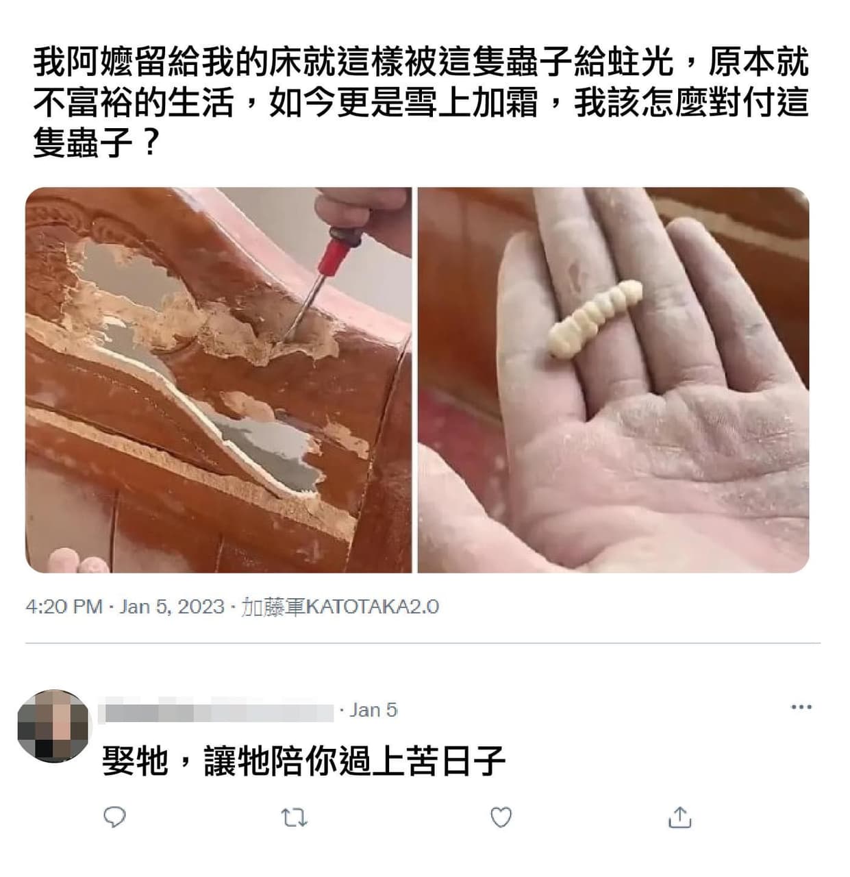 鑑定 這是什麼🐛 昆蟲板 Dcard