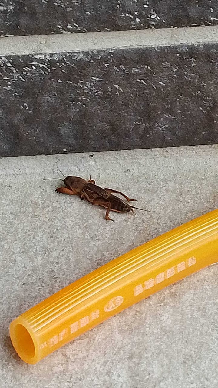 請益 請問這是什麼蟲蟲 昆蟲板 Dcard