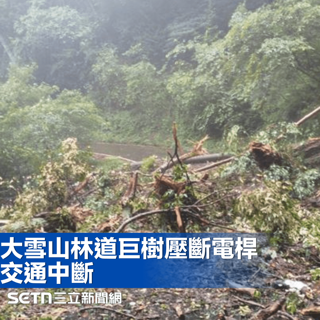 暴雨成災！大雪山林道「巨樹壓斷電桿橫路中」交通中斷 台電搶修 - SETN三立新聞網 (@setn54) | Dcard