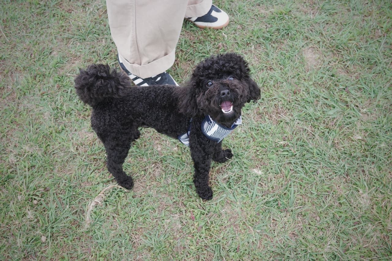 小狗日常 - 霹靂卡皮卡皮卡 (@amber_22.20) | Dcard