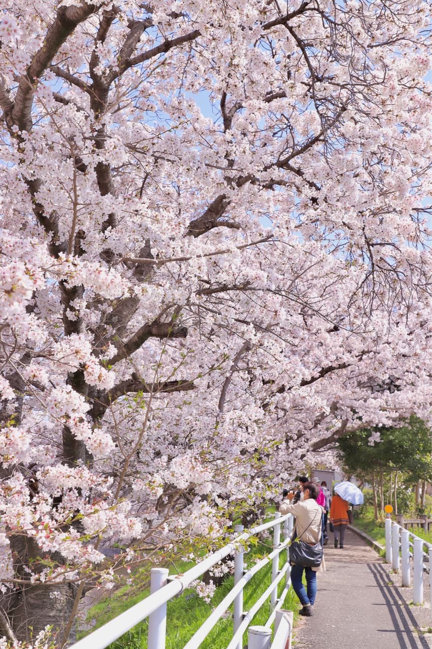 #作品 日本櫻花🌸真的美到哭 - 攝影板 | Dcard