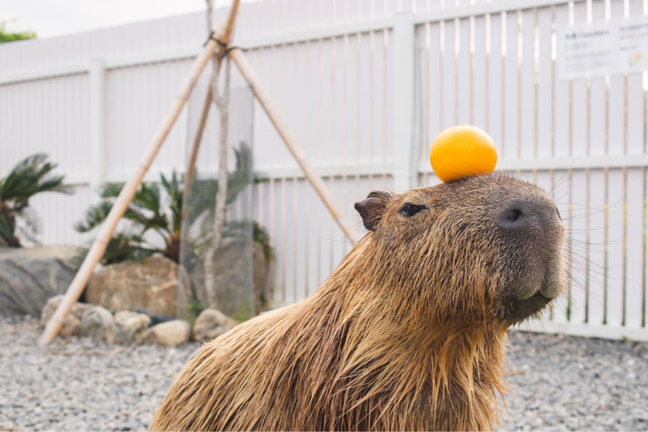 歡迎光臨，鹿ㄦ島 - 半音頻男孩 (@tim.35830408) | Dcard