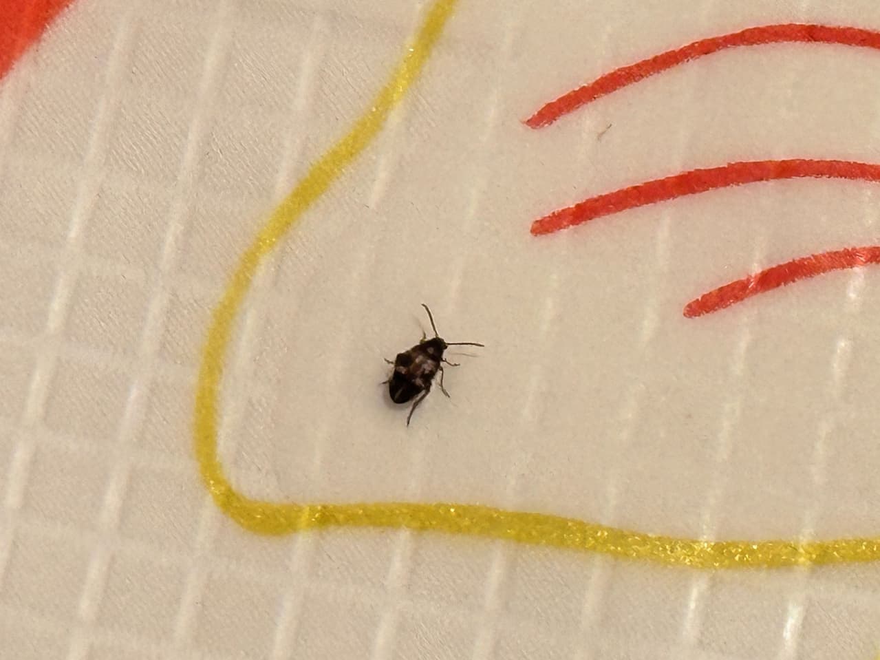請益 求解這是什麼蟲? 昆蟲板 Dcard