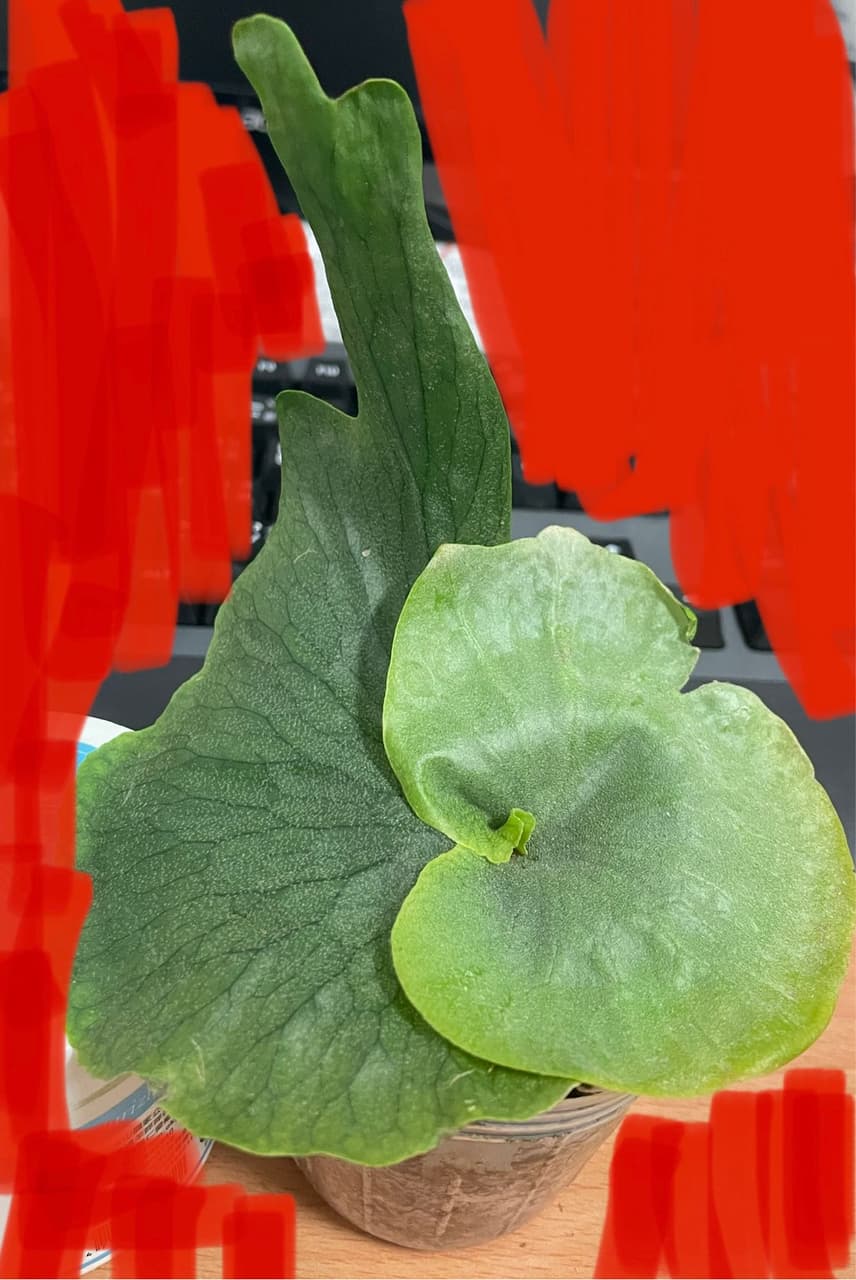 養鹿 虎尾科大板 Dcard