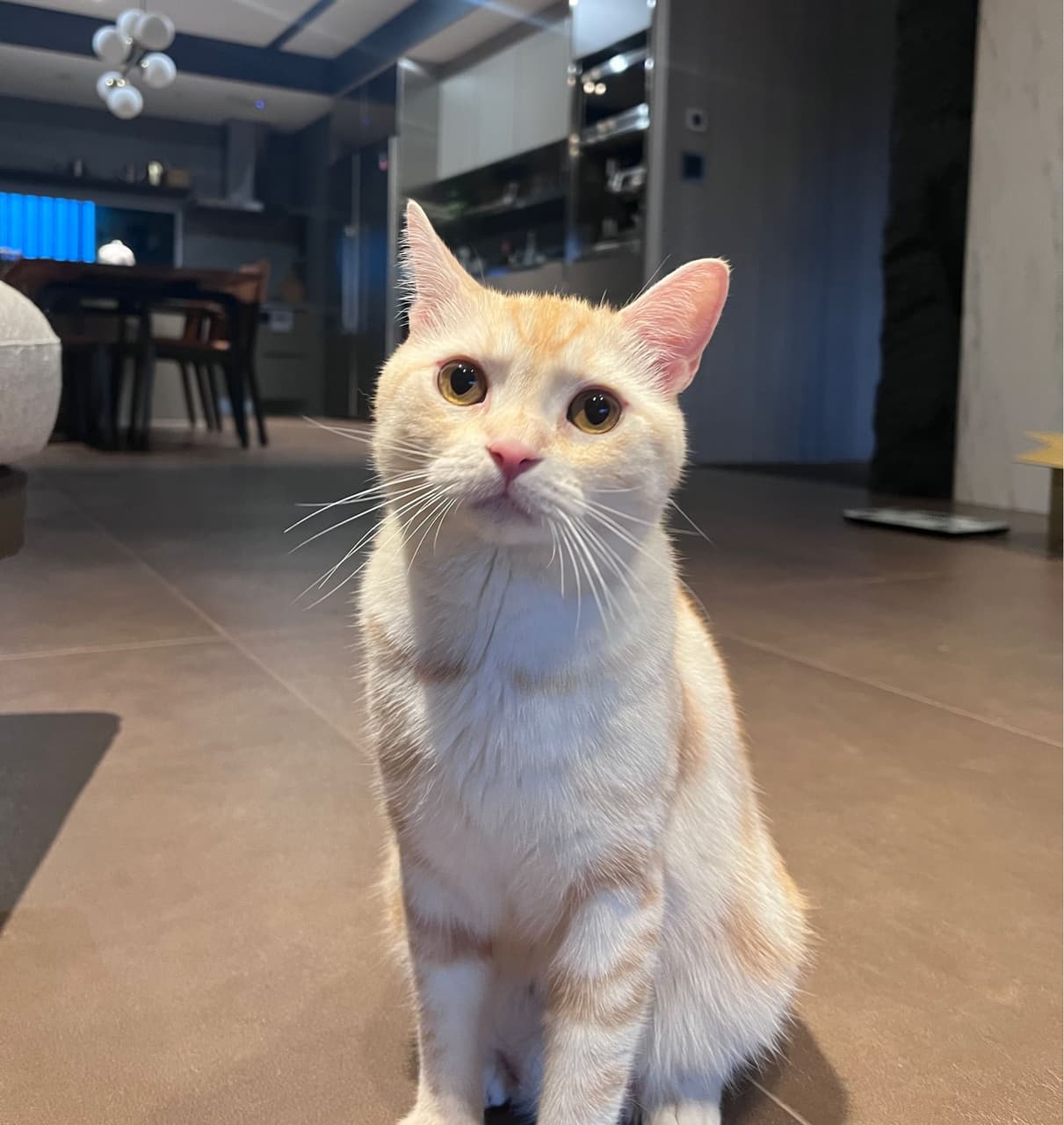 歪頭殺😍 - 𝓘𝓮𝓼𝓼𝓲𝓮 (@wen_1208) | Dcard