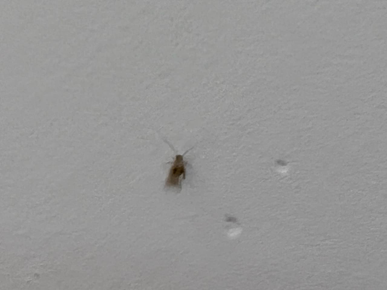 請益 請問這是什麼蟲子? 昆蟲板 Dcard