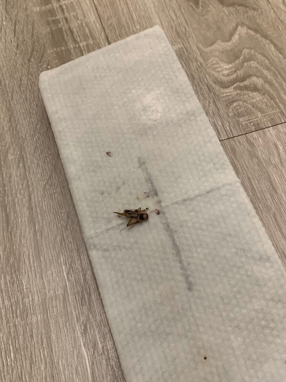 鑑定 請問這是蟑螂嗎😱😭 昆蟲板 Dcard