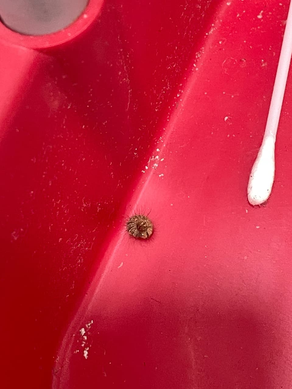 鑑定 這是什麼蟲 昆蟲板 Dcard