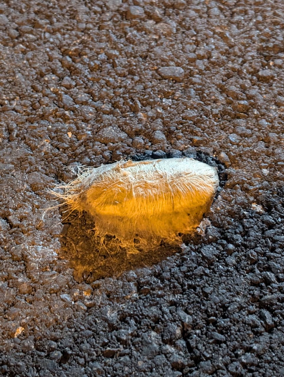 #請益 長在柏油路的蛹 - 昆蟲板 | Dcard