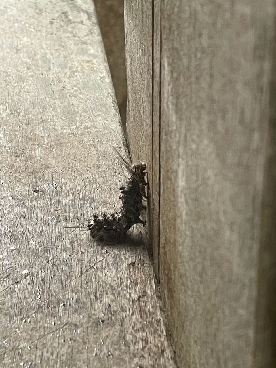 鑑定 請問這是誰的幼蟲🐛 昆蟲板 Dcard