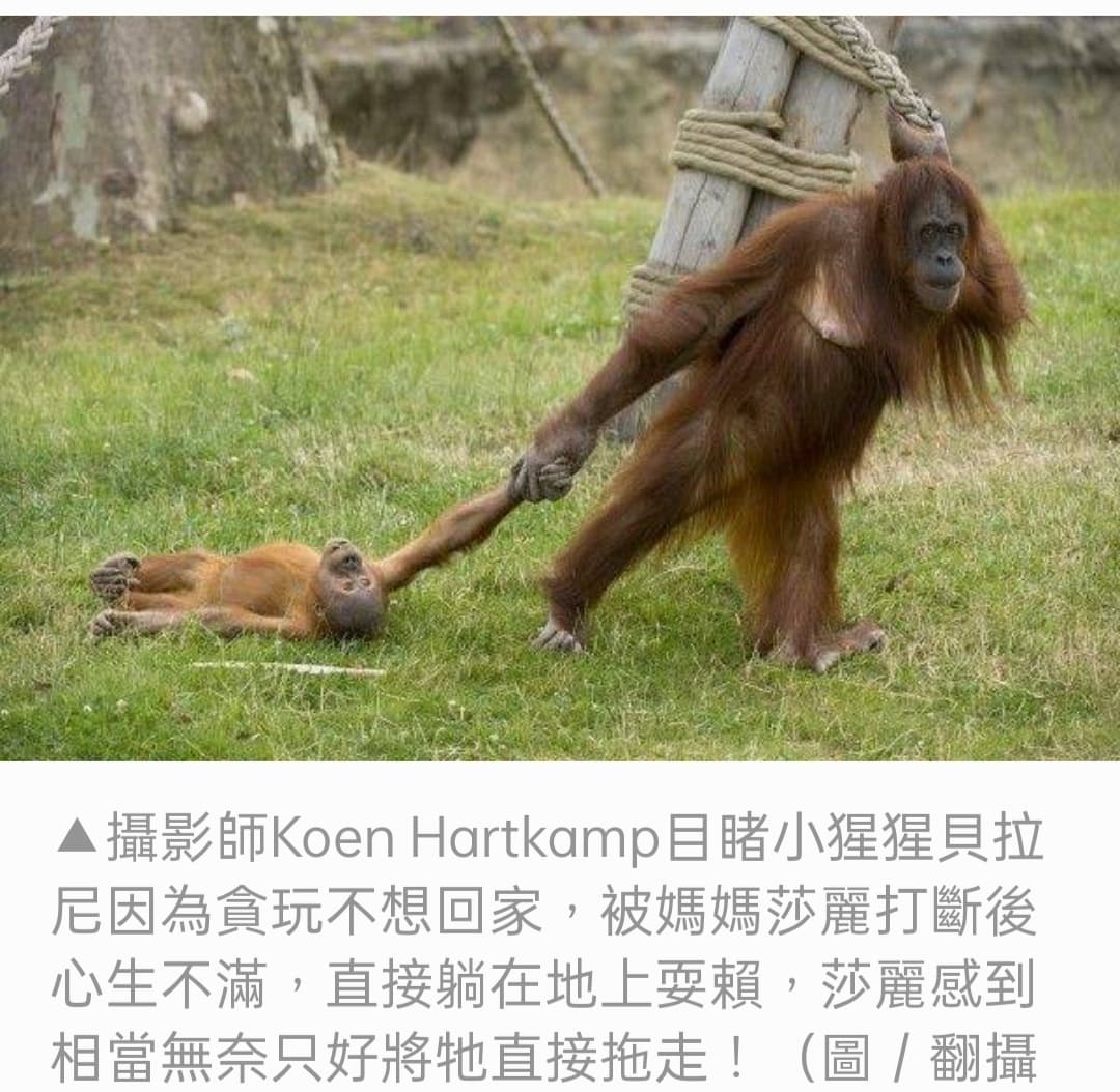 又分科了嗎 - 劉詩詩粉1 (@shiiin_pa) | Dcard