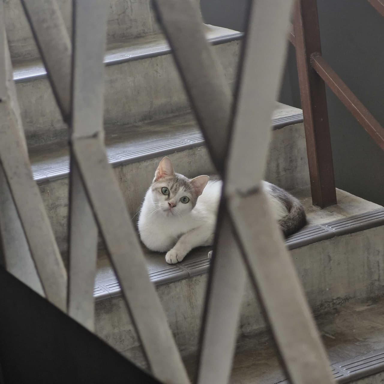 看！猫 - MY_Pets板 | Dcard