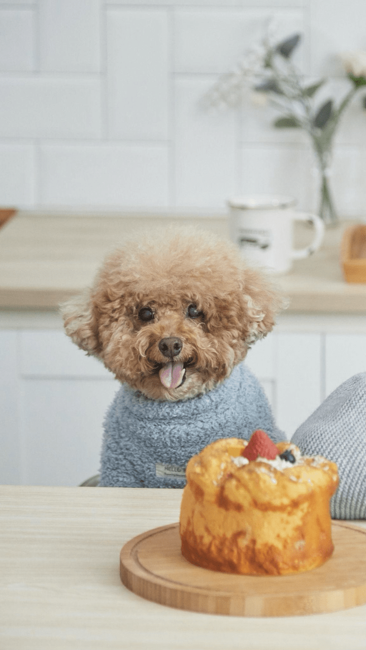 把最愛的毛孩戴在身上♡K.UNO寵物珠寶體驗｜現場日籍設計師為你手繪專屬戒指！ - 哈囉我是葉太太 (@couple__ya) | Dcard