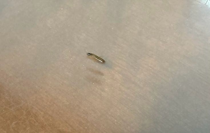 發問 有人知道這是什麼蟲嗎？ 問答板 Dcard