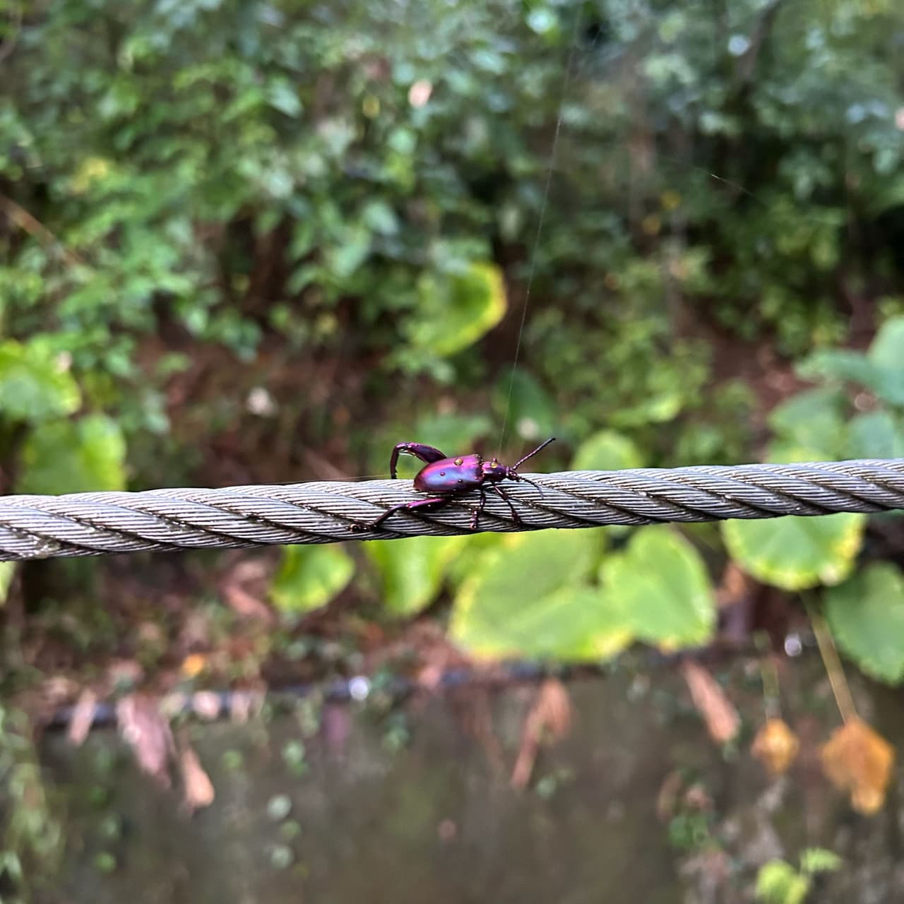 請益 請問這是什麼蟲? 昆蟲板 Dcard