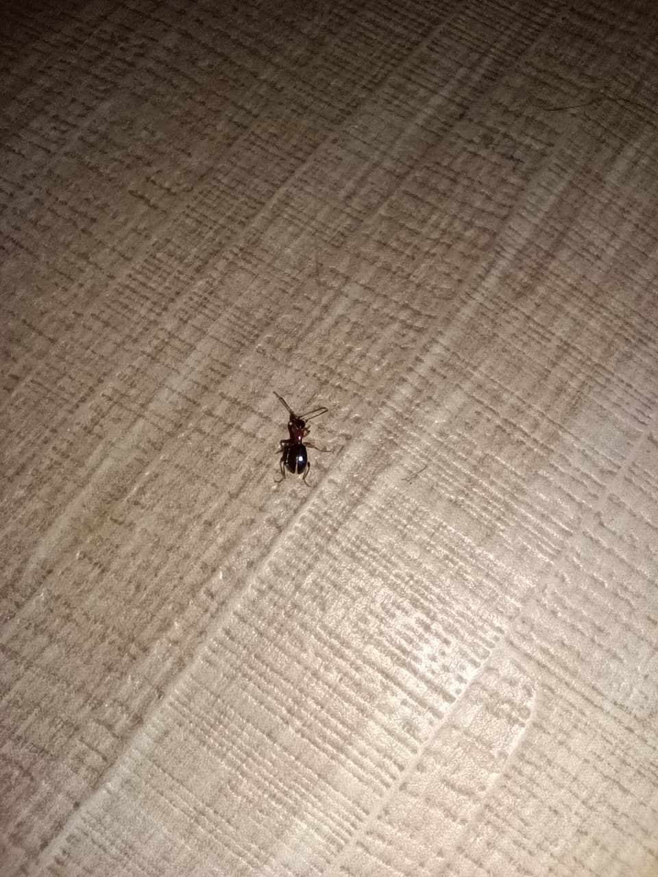 鑑定 請益 鑑定 昆蟲板 Dcard