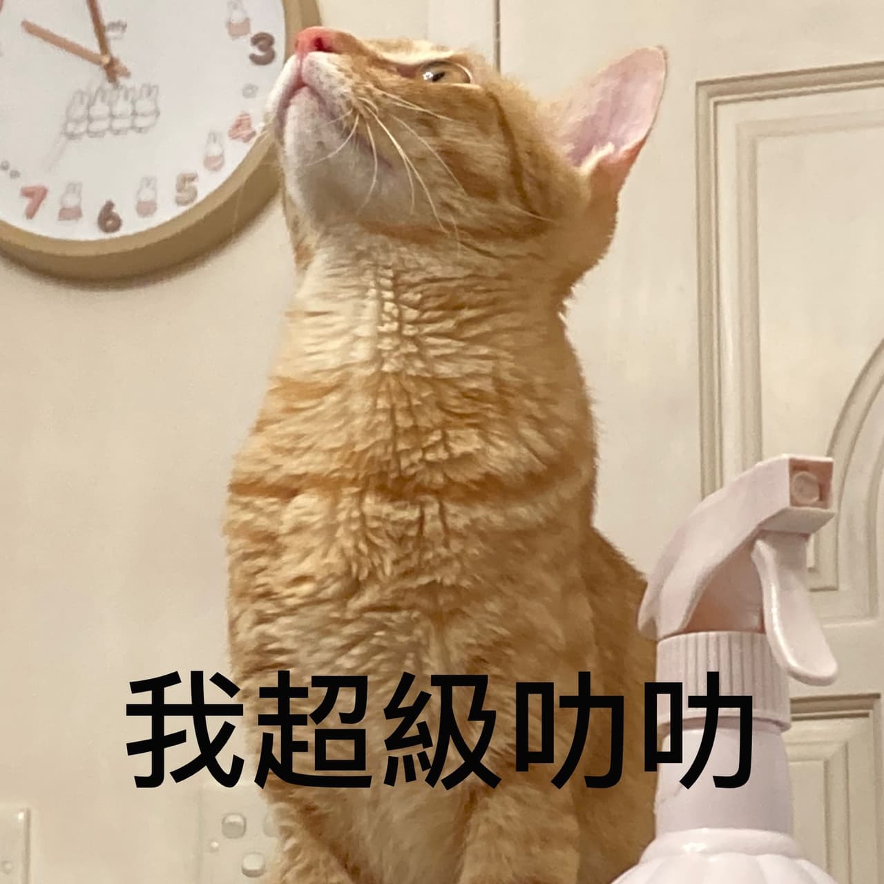 自家製貓貓表情包 - 人格學SSR級雞蛋 (@gulumi2cute) | Dcard