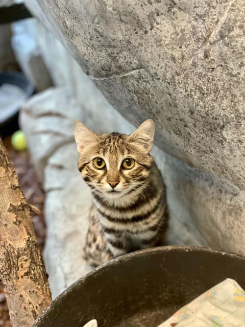 「貓界最強殺手！」致命性的可愛與殺傷力，黑足貓蓋亞改去動物園賣萌 - 地球圖輯隊 (@dqnews) | Dcard