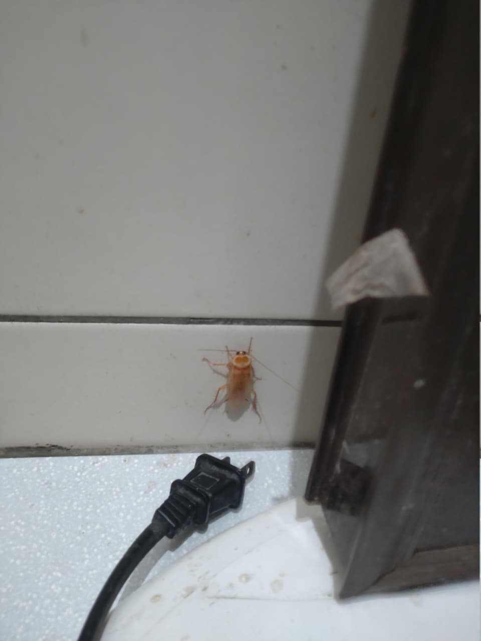 鑑定 這是什麼(蟑螂? 昆蟲板 Dcard