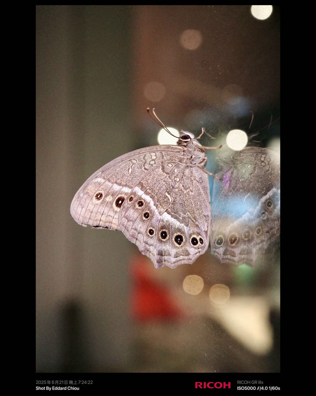#分享 昆蟲攝影 5 - 昆蟲板 | Dcard