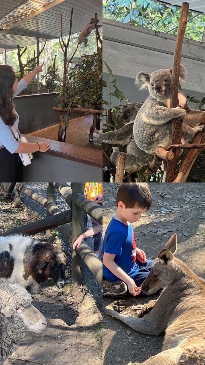 #國外 Brisbane 說走就走的 Lone Pine Koala Sanctuary 之旅 - 旅遊板 | Dcard