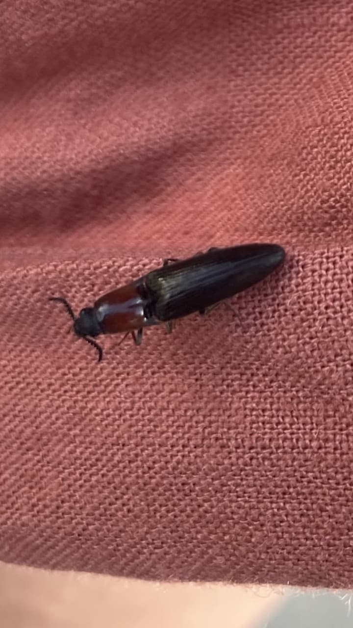 鑑定 請問這是什麼虫虫虫 昆蟲板 Dcard