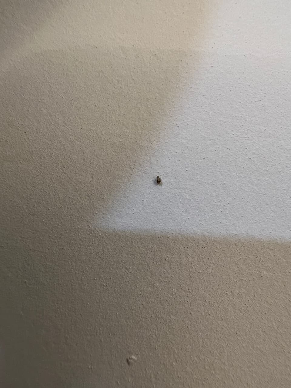 二更#求救 租屋處房間都是貓臭味 - 寵物板 | Dcard