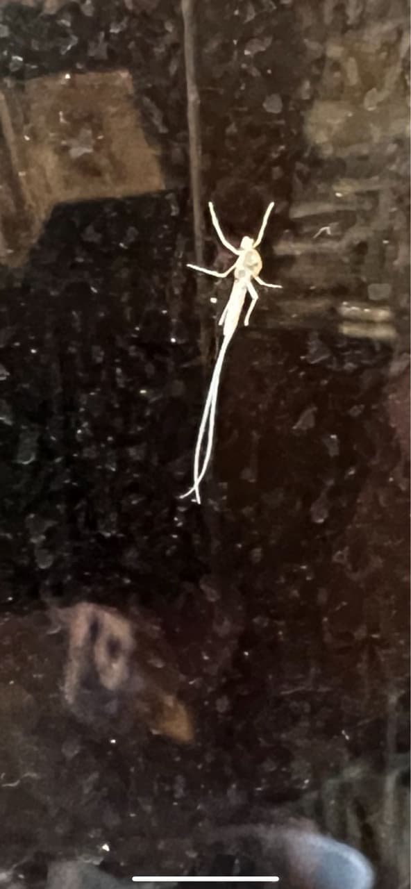 鑑定 鑑定 請問這是什麼種類的昆蟲? 昆蟲板 Dcard