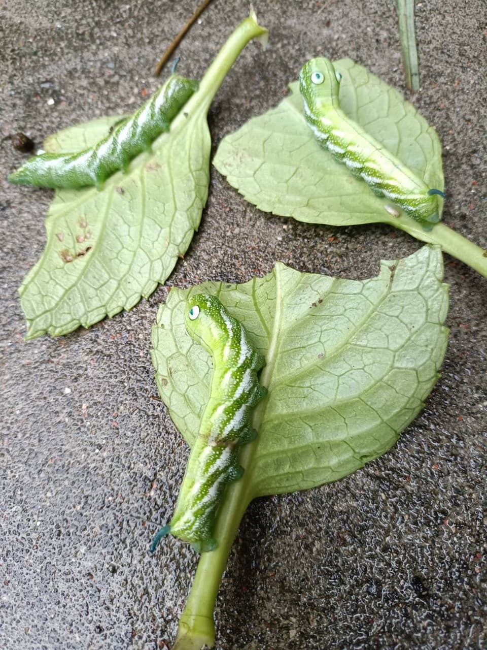 鑑定 鑑定 請問這是什麼毛毛蟲🐛 昆蟲板 Dcard