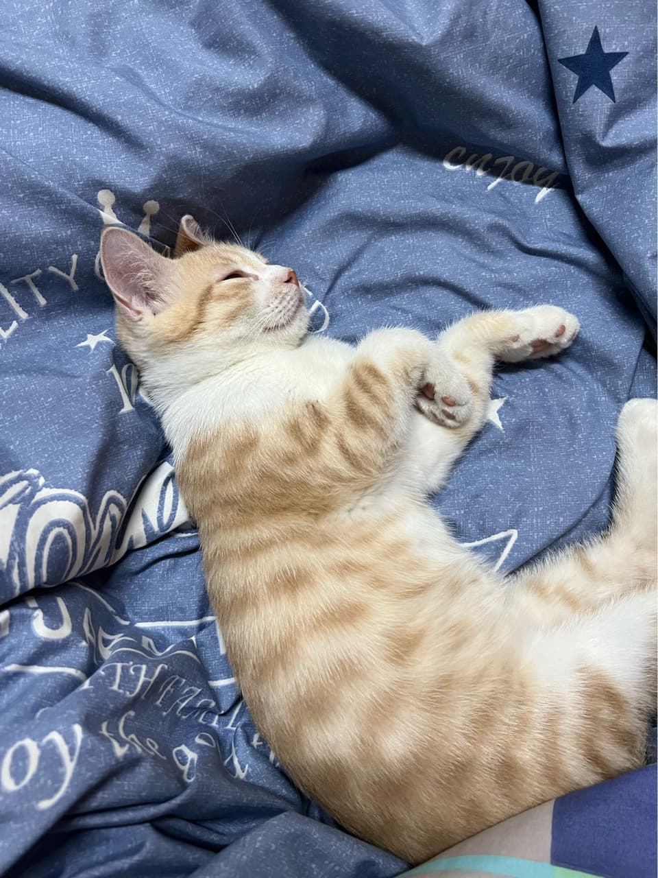 睡覺特輯 - 東京都立咒術高等專門學校 (@ice.) | Dcard