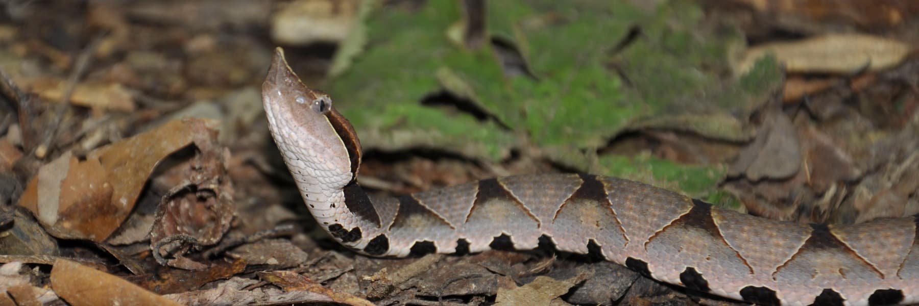 snakelover (@jerry_wildlife) 的公開頁面 | Dcard