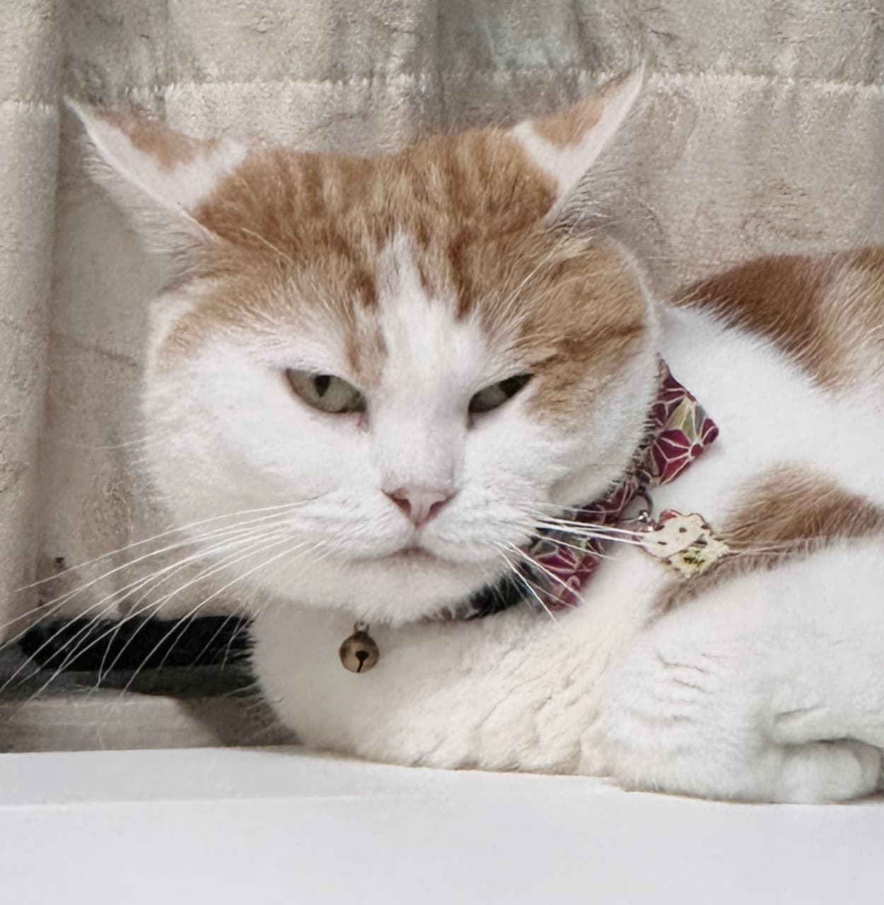 為什麼有雙眼皮但無神🥲 - B65 留言 | Dcard