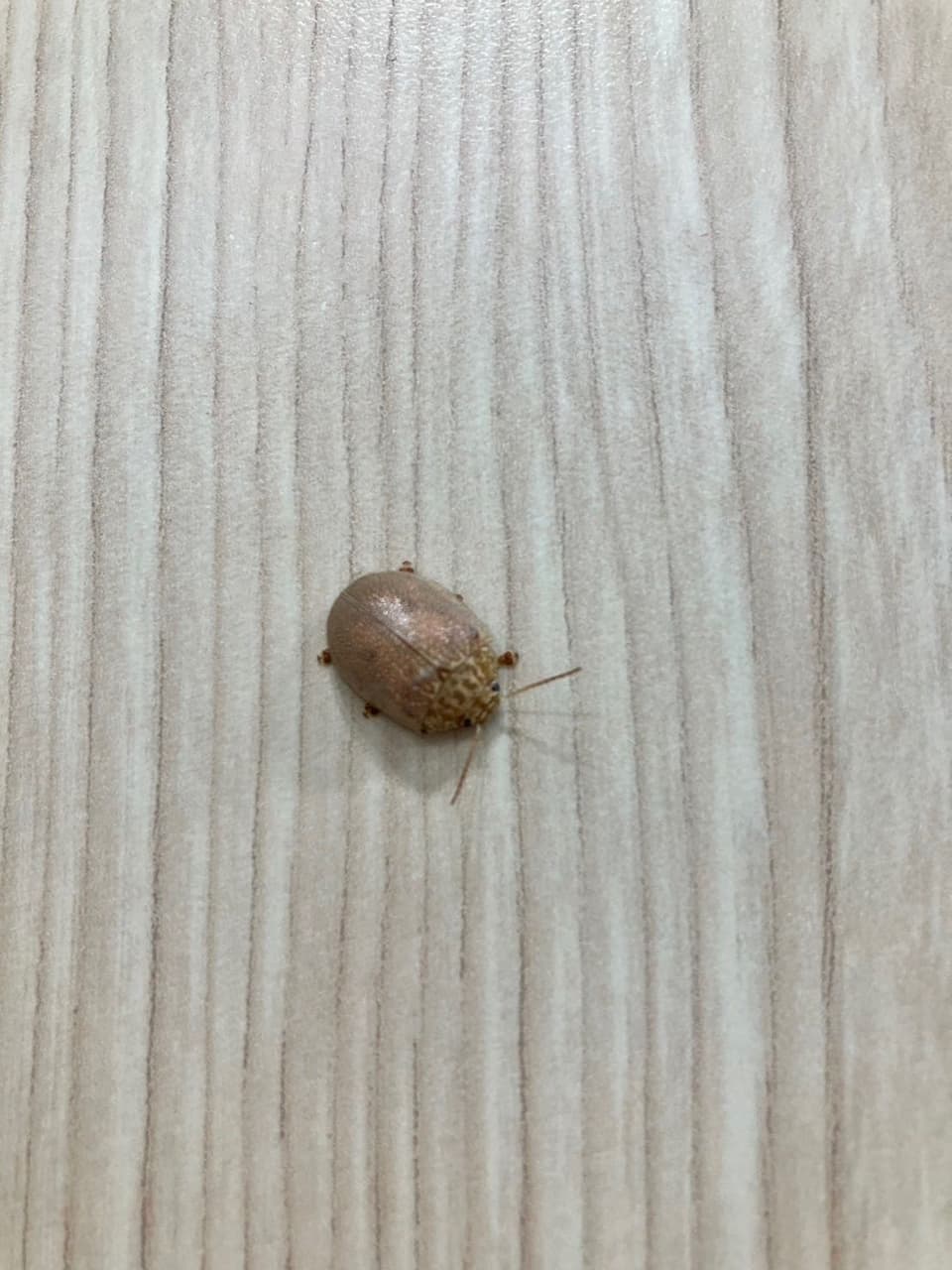 請益 什麼蟲蟲? 昆蟲板 Dcard