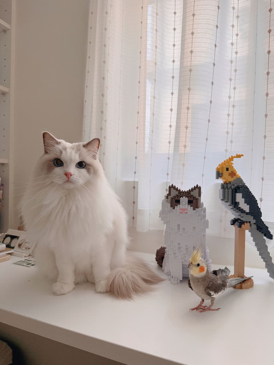 翠花有弟弟了 🎉 - 翠花爸 (@doge_g.m) | Dcard