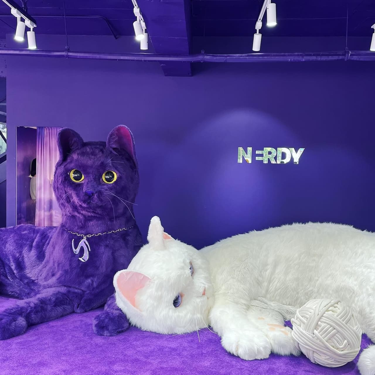 貓奴會瘋掉😻韓國弘大打卡景點 - 曬貓板 | Dcard