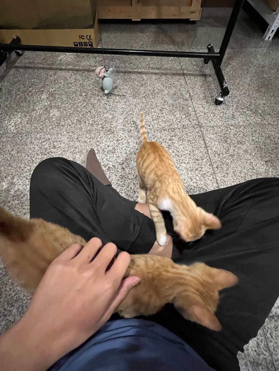 神奇的小卡😆 - 祤 (@yu_09_09) | Dcard