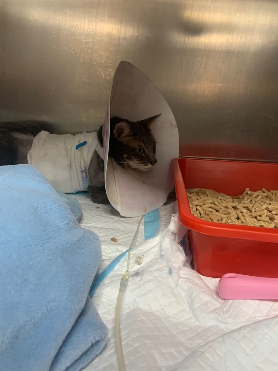 美短貓舍推薦 - B9-4 留言 | Dcard