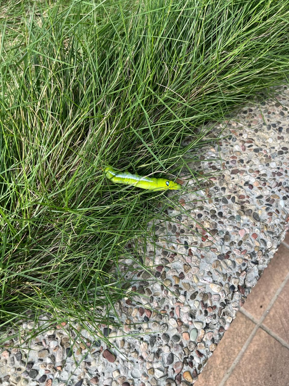 鑑定 鑑定 這是什麼的幼蟲 昆蟲板 Dcard