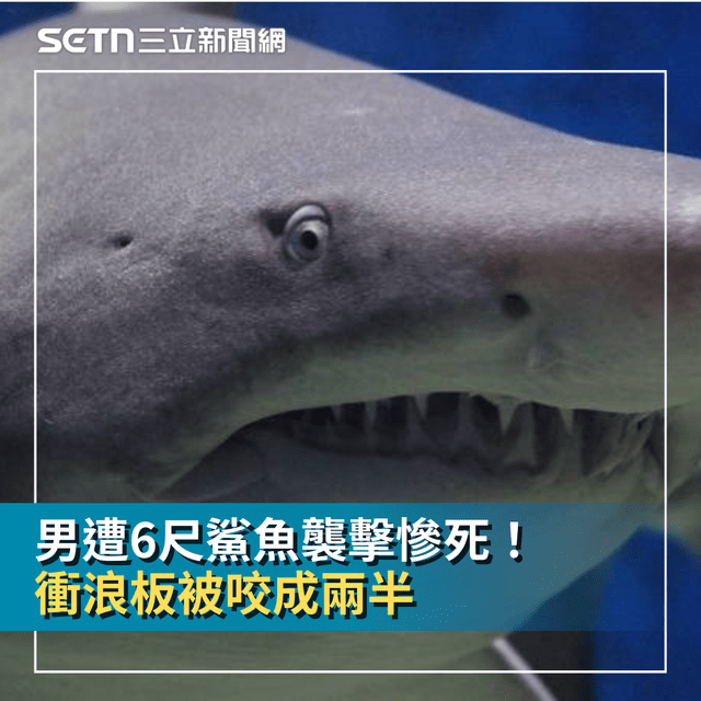 澳洲男遭「6公尺鯊魚」襲擊慘死！衝浪板被咬成兩半 目擊者揭恐怖經過 - SETN三立新聞網 (@setn54) | Dcard