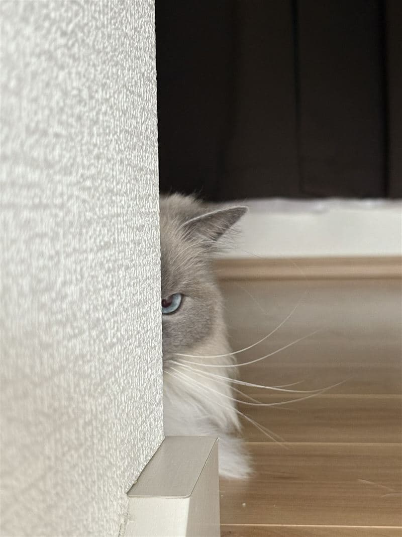 日本藍眼萌妹小公主…聽主人要出門上班！牠露「1超殺眼神」瞬間爆紅 - SETN三立新聞網 (@setn54) | Dcard