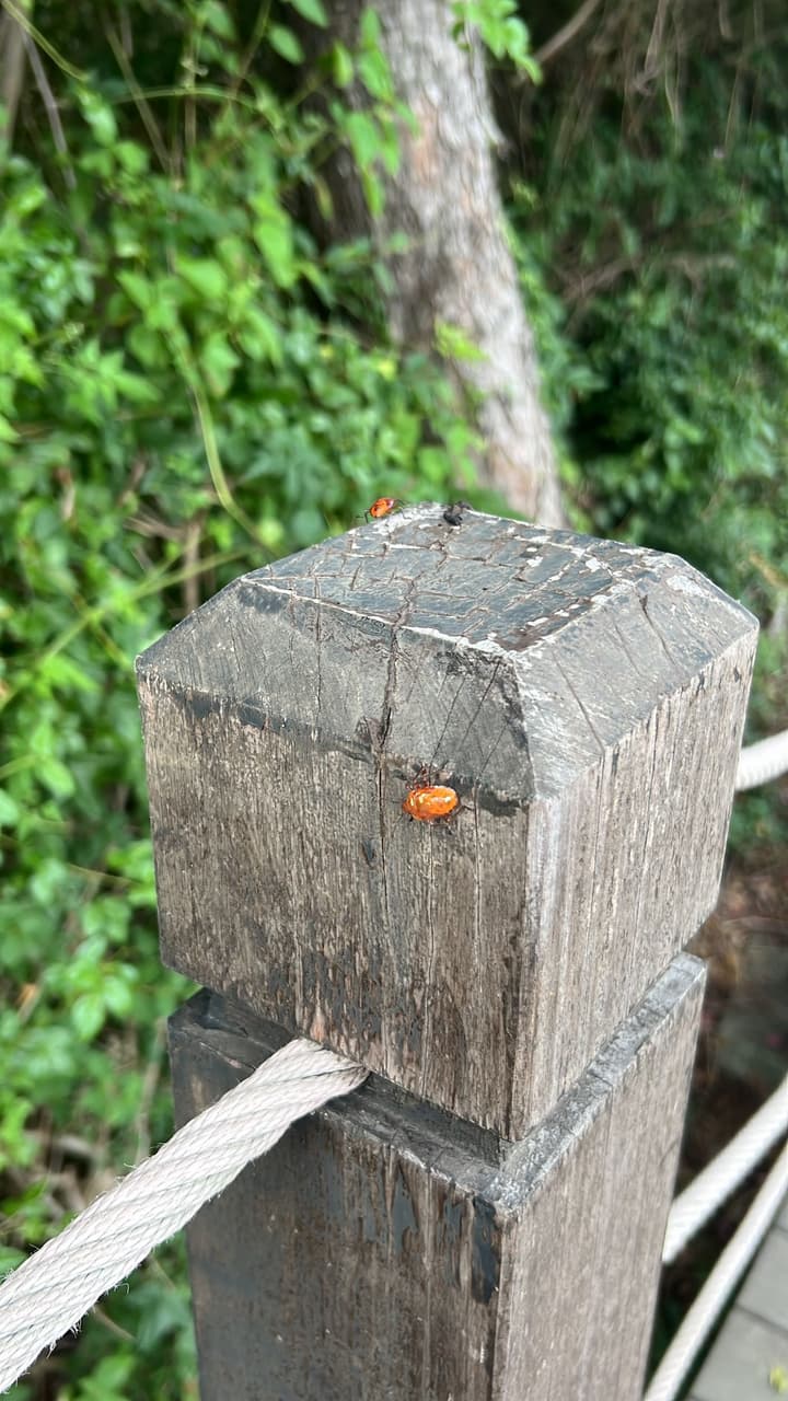 請益 請問這是什麼昆蟲🐞? 昆蟲板 Dcard