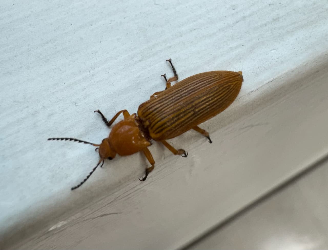 #鑑定 這是叩頭蟲嗎？ - 昆蟲板 | Dcard