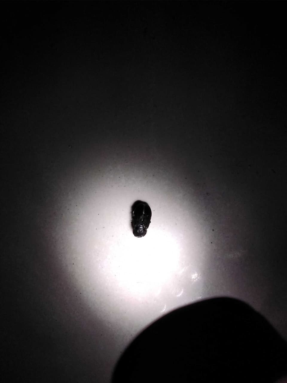 請益 這是什麼昆蟲? 昆蟲板 Dcard