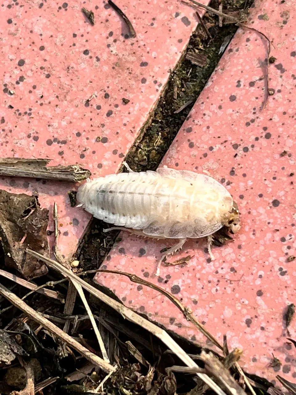 請益 請問這是什麼昆蟲? 昆蟲板 Dcard