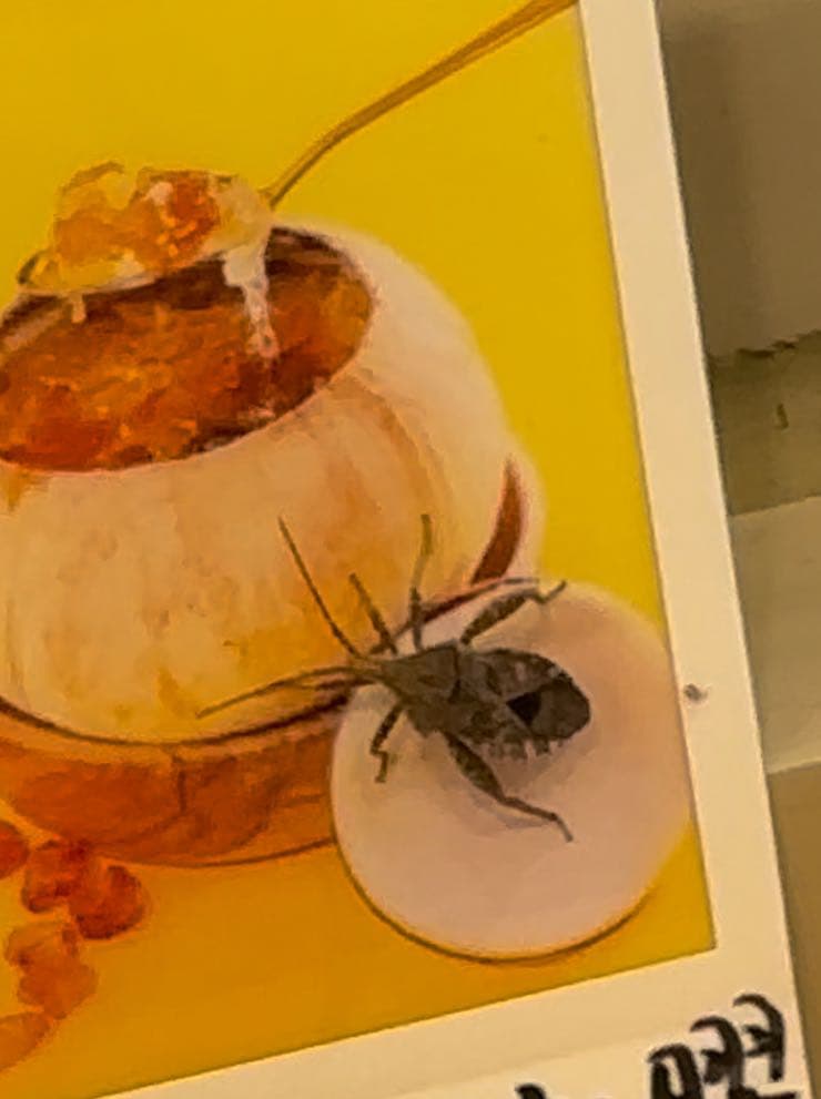 鑑定 請問這是什麼昆蟲🐛？ 昆蟲板 Dcard