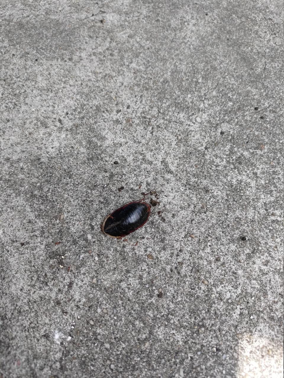 鑑定 台灣蟑螂? 昆蟲板 Dcard