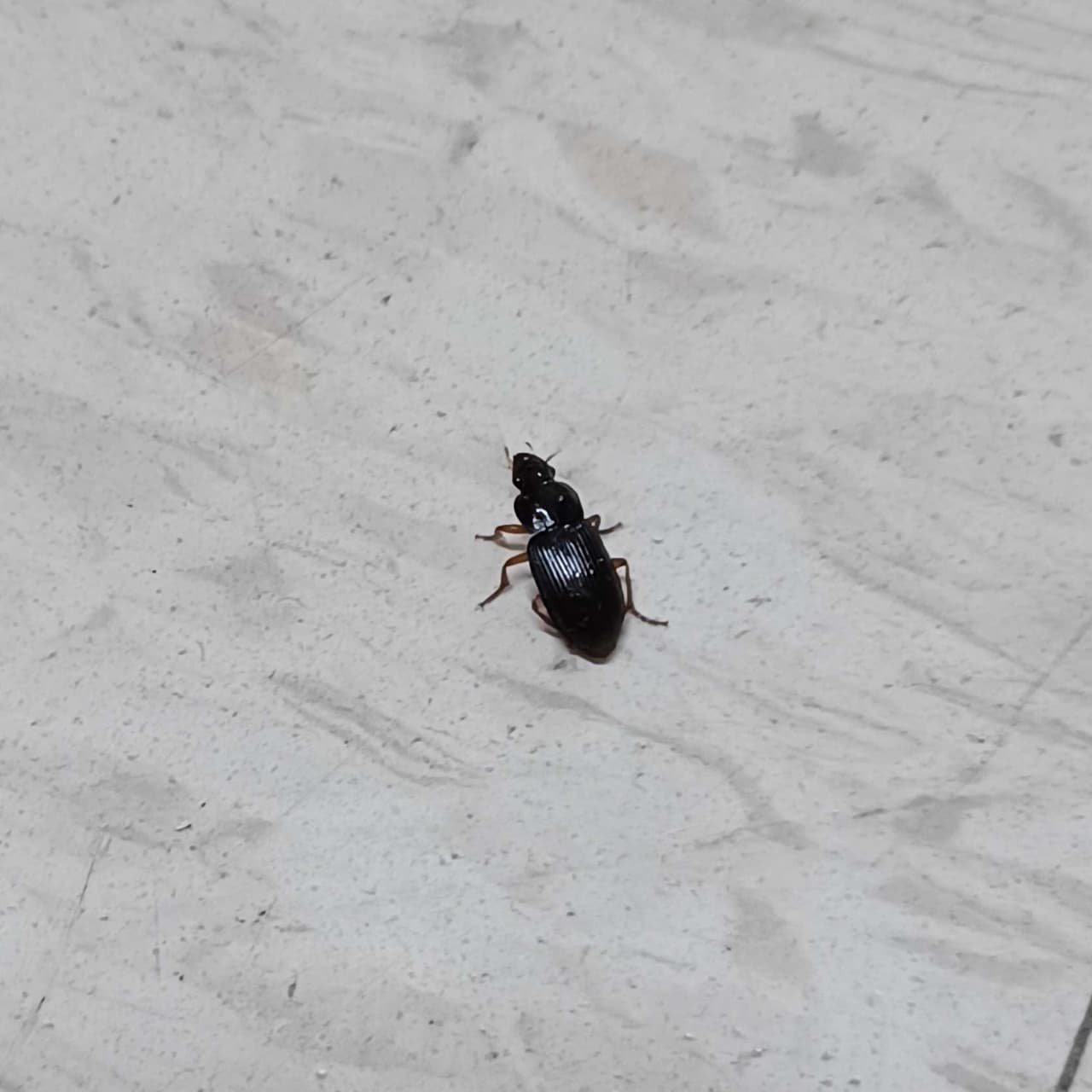 鑑定 請問這是什麼蟲蟲？ 昆蟲板 Dcard