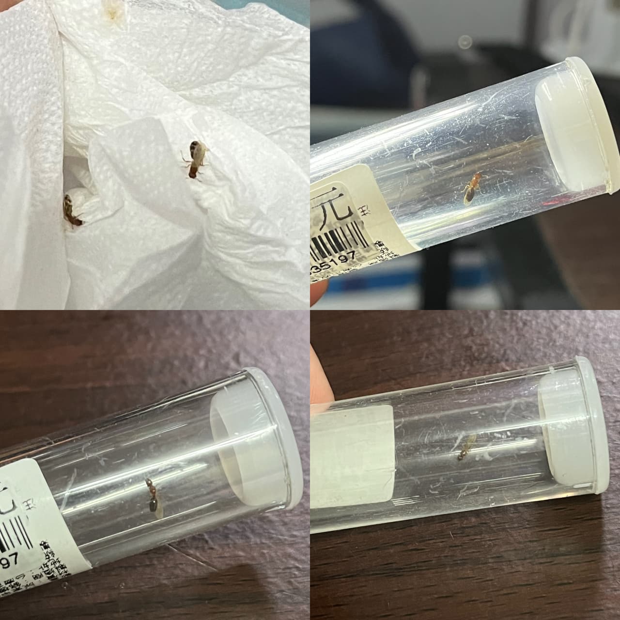 請益 想詢問這是什麼蟲,最近房間一直出現⋯用衛生紙壓扁會有黃色的汁液⋯感覺殺不完ಥಥ 昆蟲板 Dcard